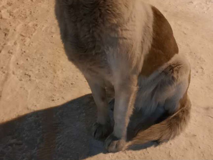 Собака в добрые руки отдам бесплатно