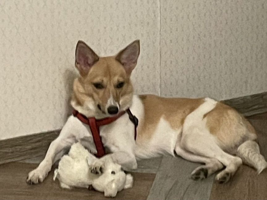 Собака в добрые руки