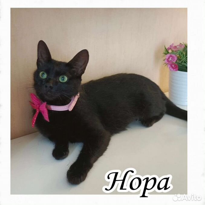 Нора в поисках своей семьи