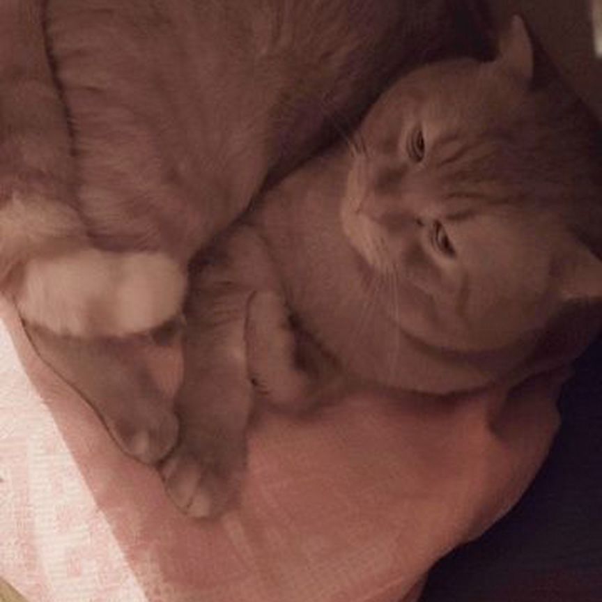 Отдам в добрые руки кота