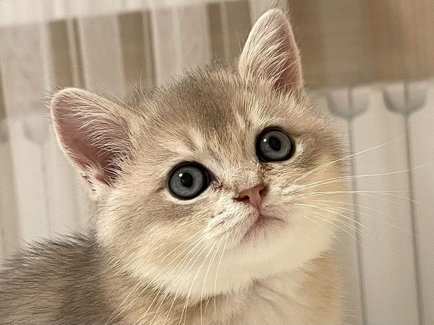 Розовый велюровый котик 2 мес