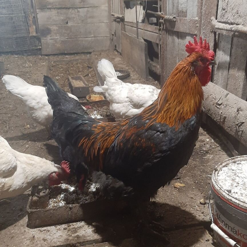 Продам Марана черно-медного