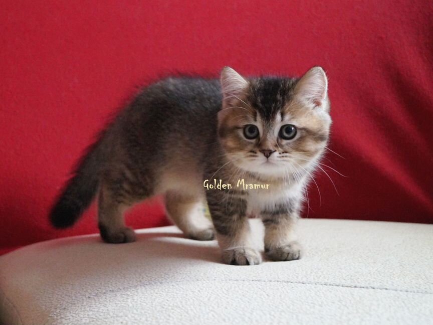 Котик по имени Лексус тикированного окраса