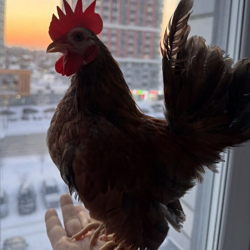 Петух малазийская серама