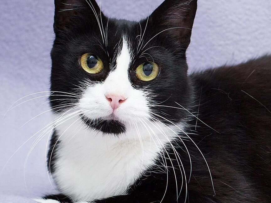 Черно-белая кошечка в добрые руки