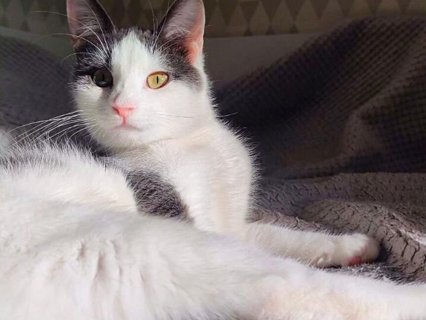 Красивейшие котята с тяжёлой судьбой