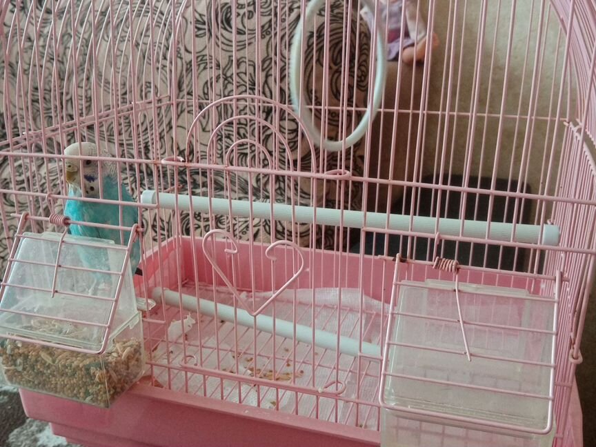 Клетка папугай и корм