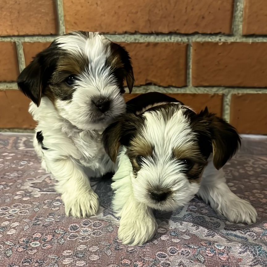 Бивер-йоркширский терьер, щенок