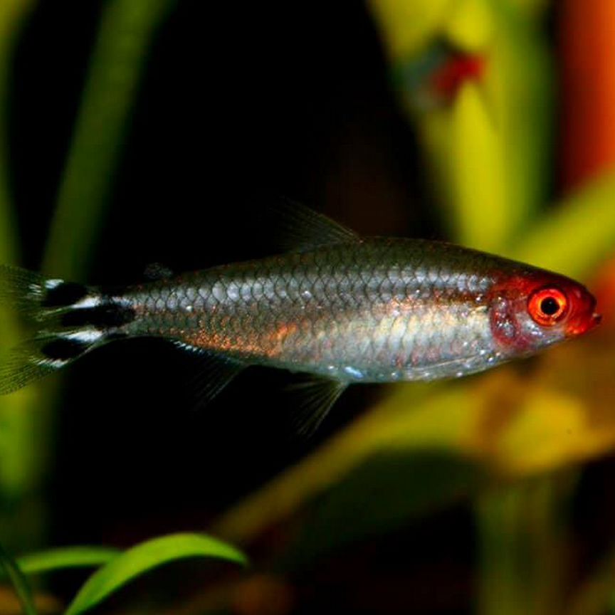 Родостомус, Тетра красноносая