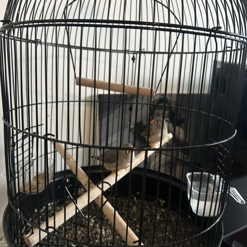 Птички амадины