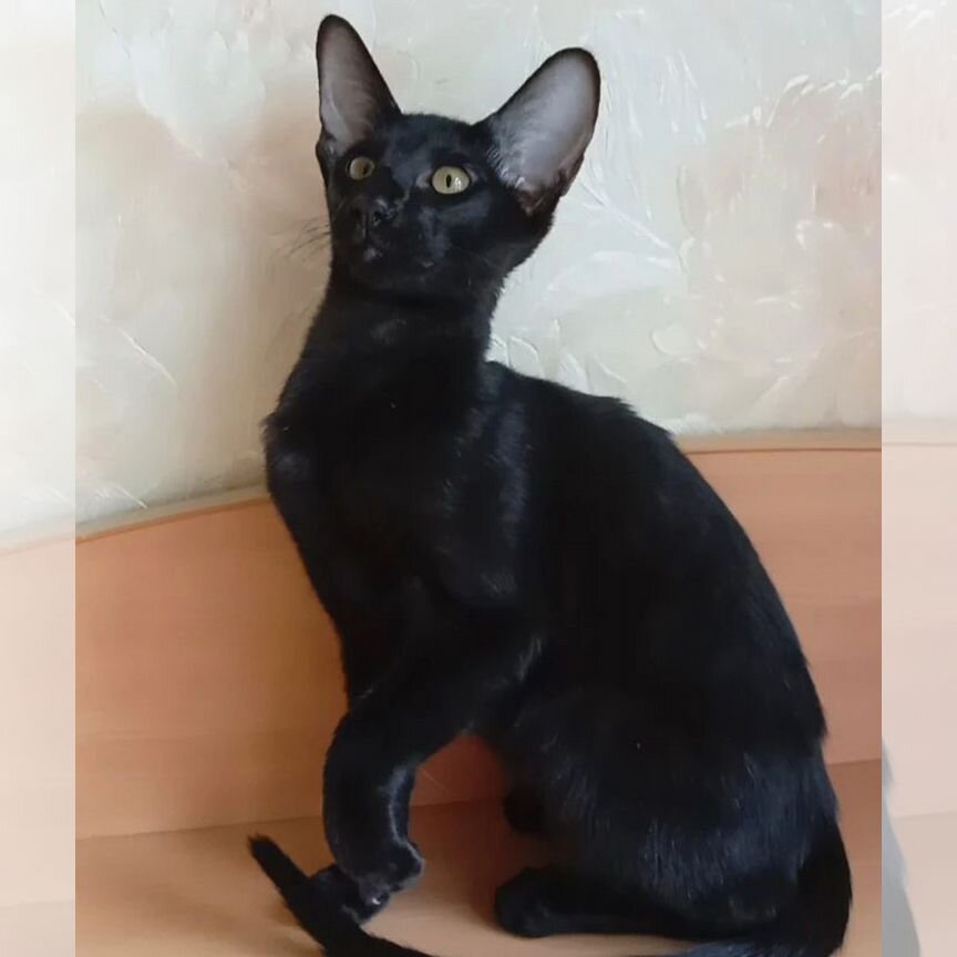 Ориентальный котёнок