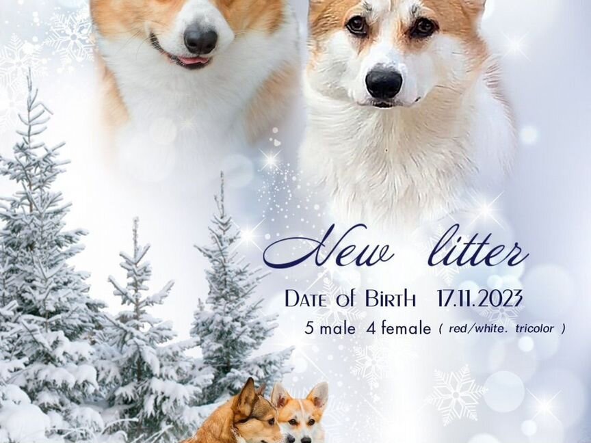 Вельш-корги пемброк