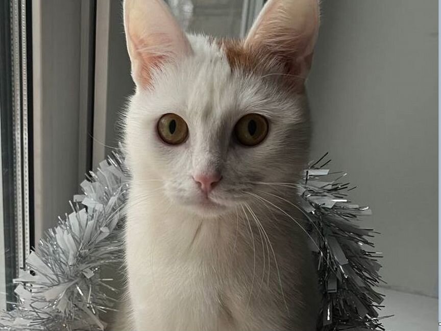 Беленький котик Вайт