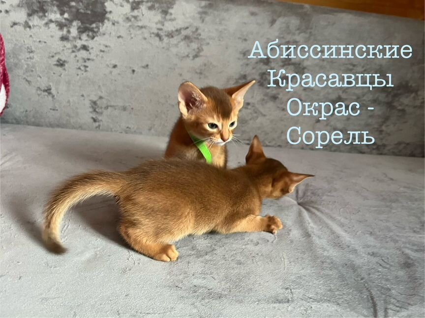 Абиссинские котята мальчики сорель