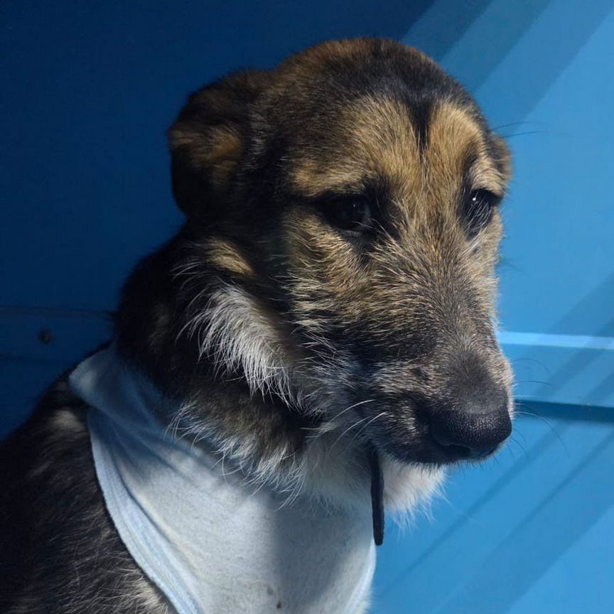 Глаза полные отчаяния. Впереди холодный приют