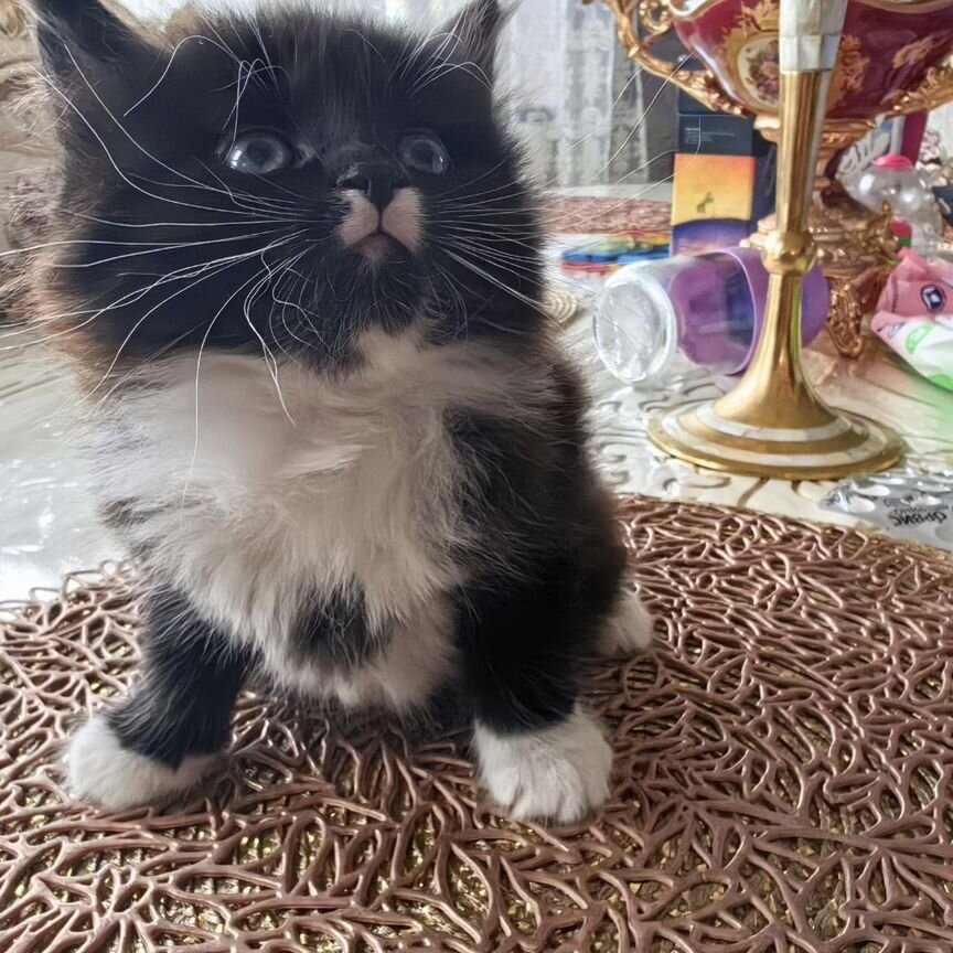 Домашние животные кошки