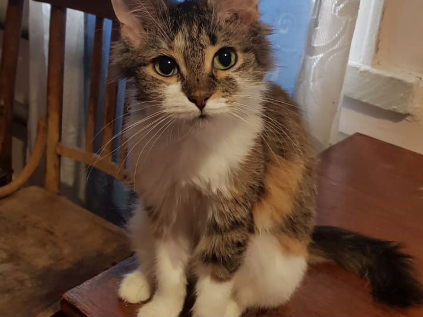 Кошечка Белка в добрые руки