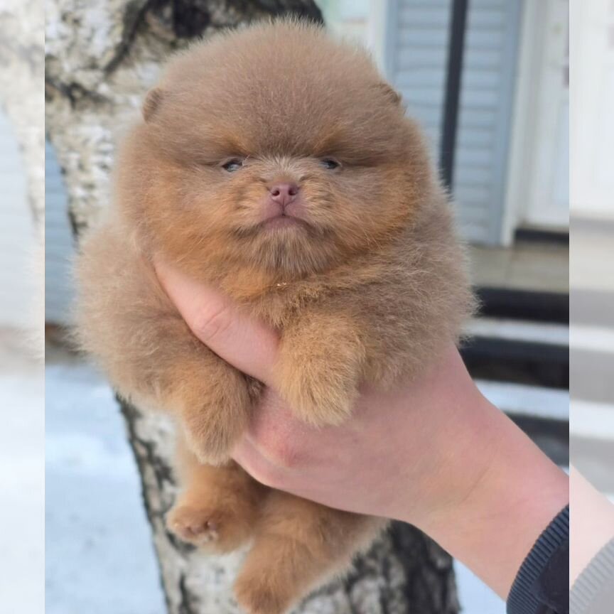 Лилово-подпалое пом сокровище