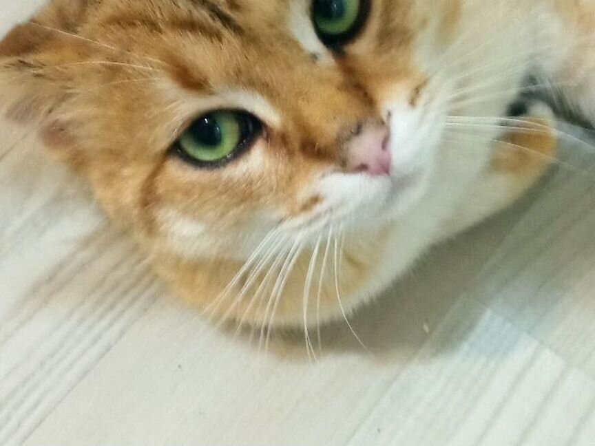 Клевый котик в семью