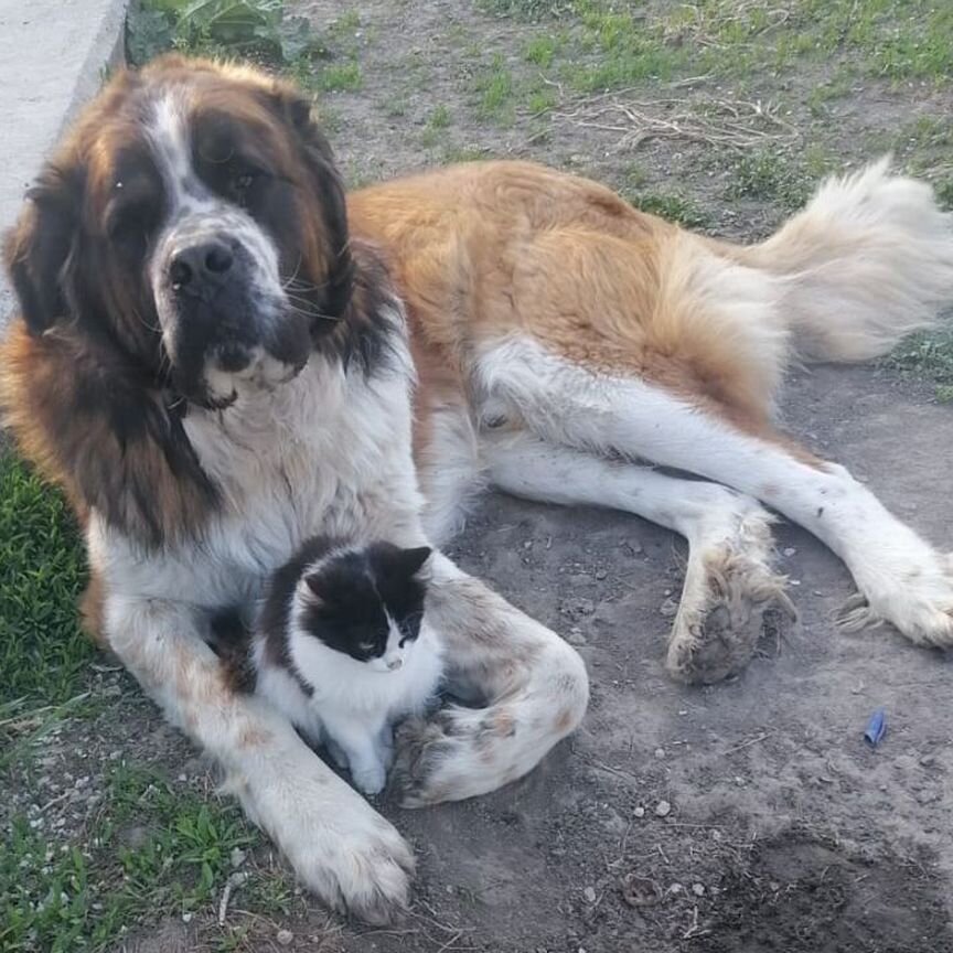 Московская сторожевая вязка