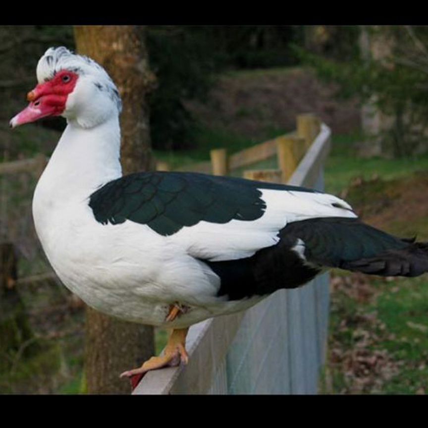 Мускусные утки на розвод