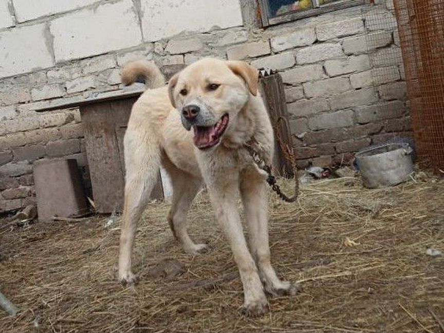 Помесь алабая в добрые руки