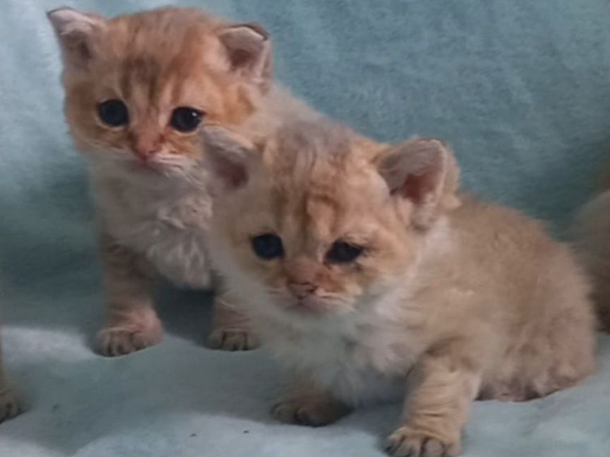 Шотланские золотые котята
