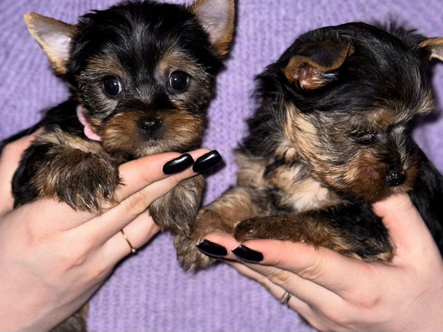 Йоркширский терьер девочки