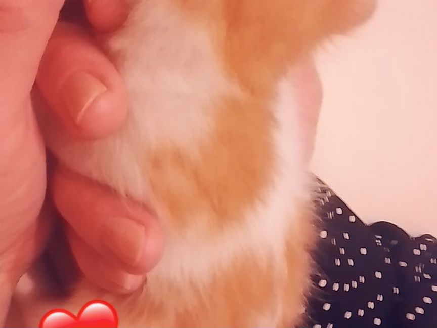 Котенок бесплатно