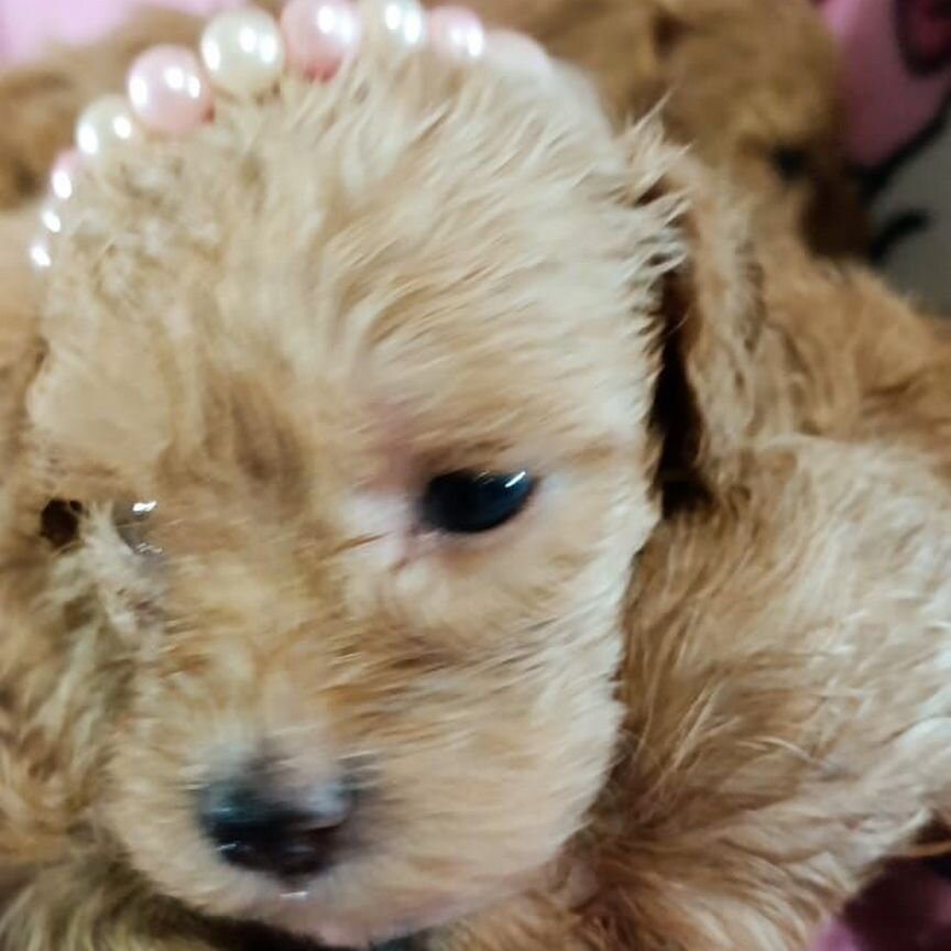 Мальтипушки