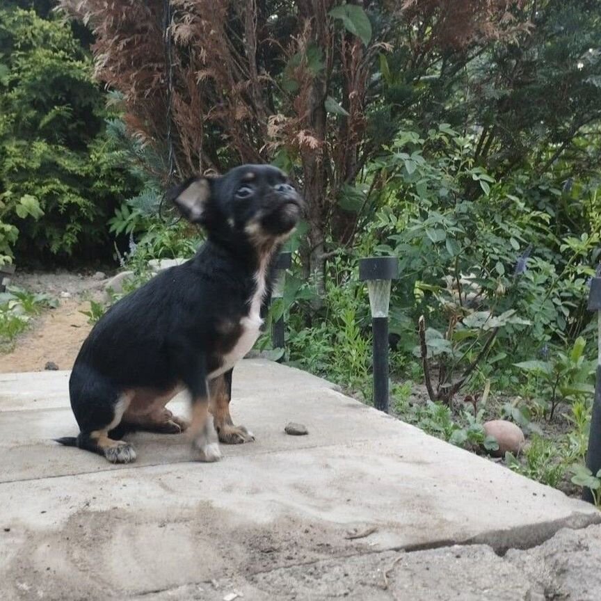 Щенки чихуахуа