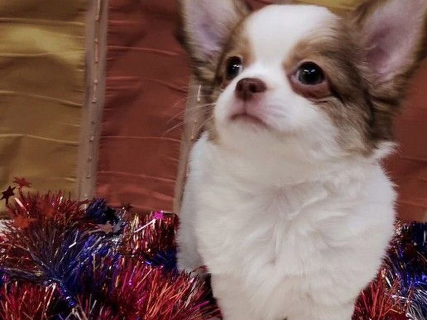 Самый куражный и обаятельный малыш)