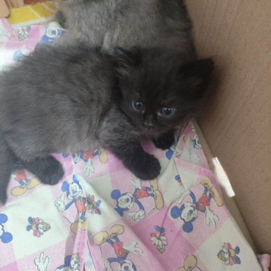 Отдам котят в добрые руки за шоколадку