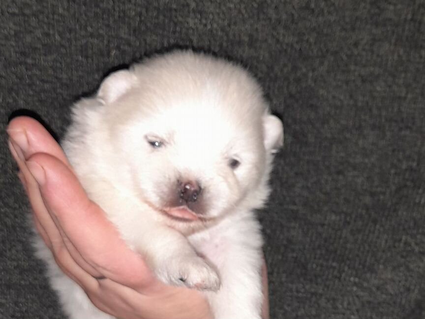 Щенки (есть описание)