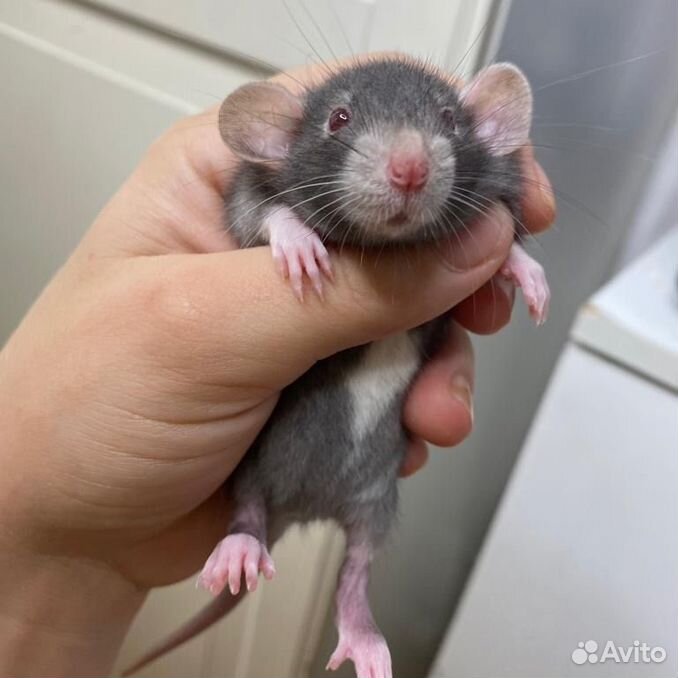 Крысята серебро вельветин ред девил