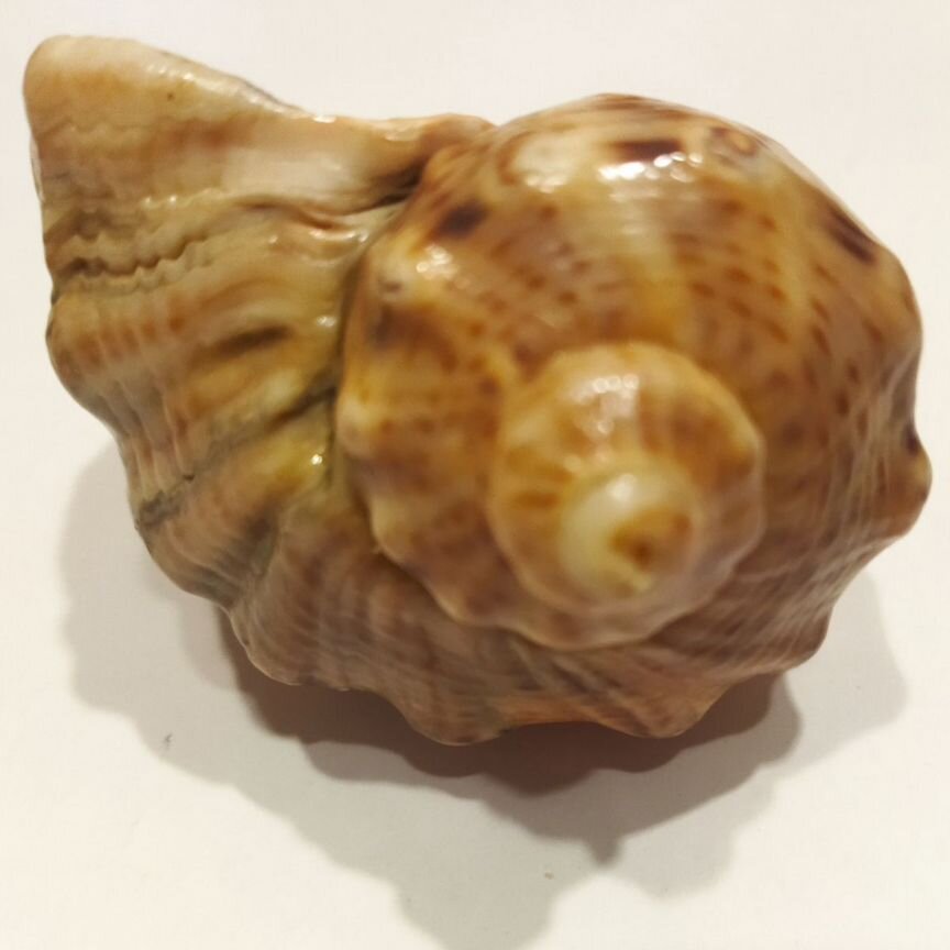 Ракушка морская большая