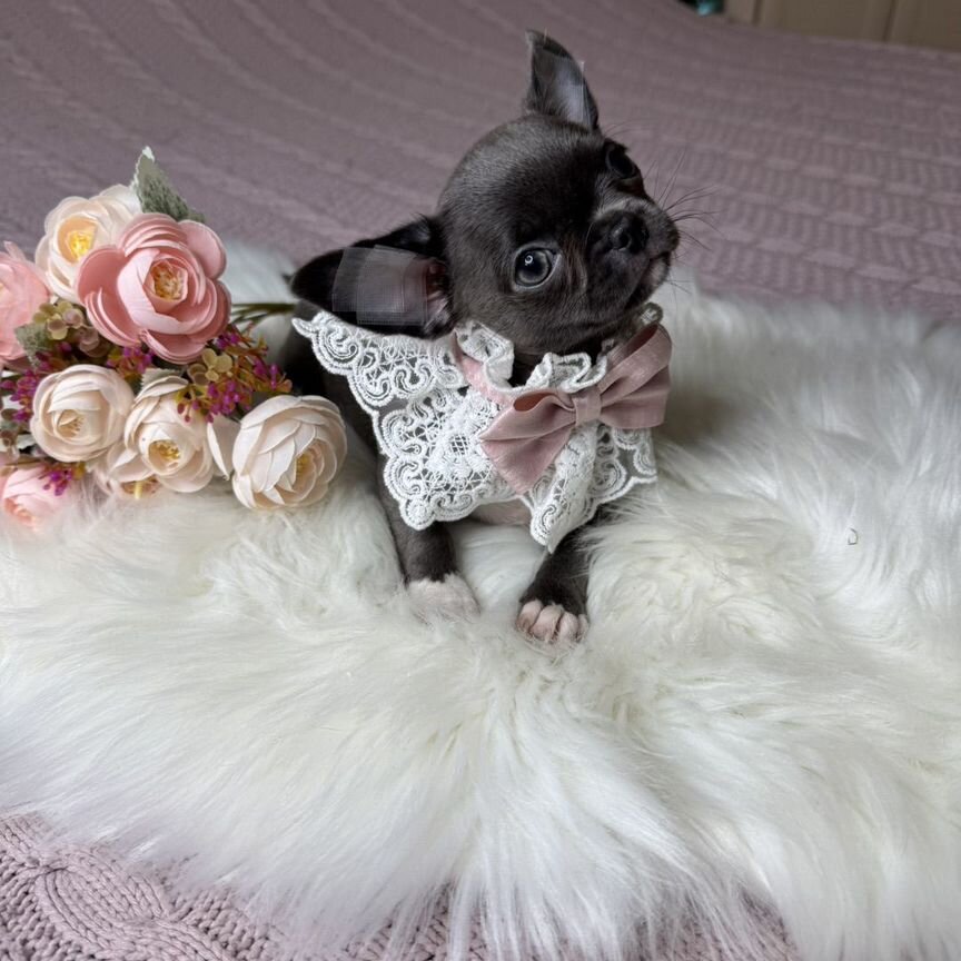 Голубая девочка чихуахуа