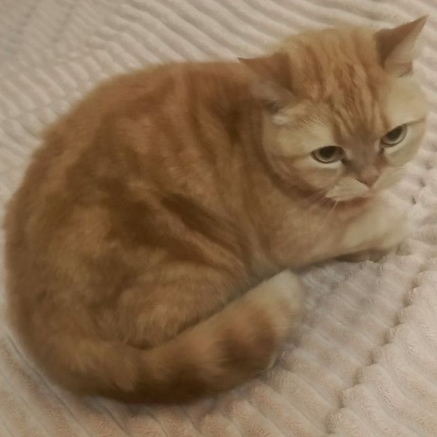 Британская короткошёрстная кошка, взрослая