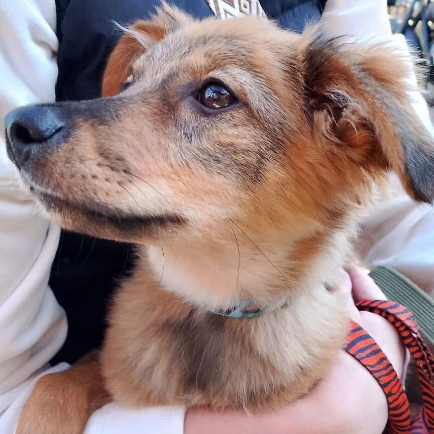 Щенок Каспер