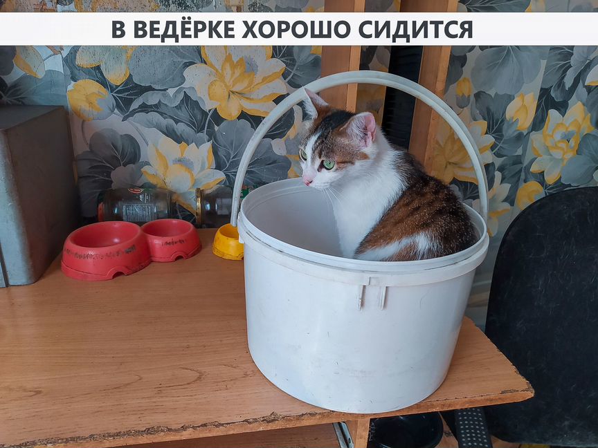 Разговорчивая кошка Нюша, трёхцветный окрас
