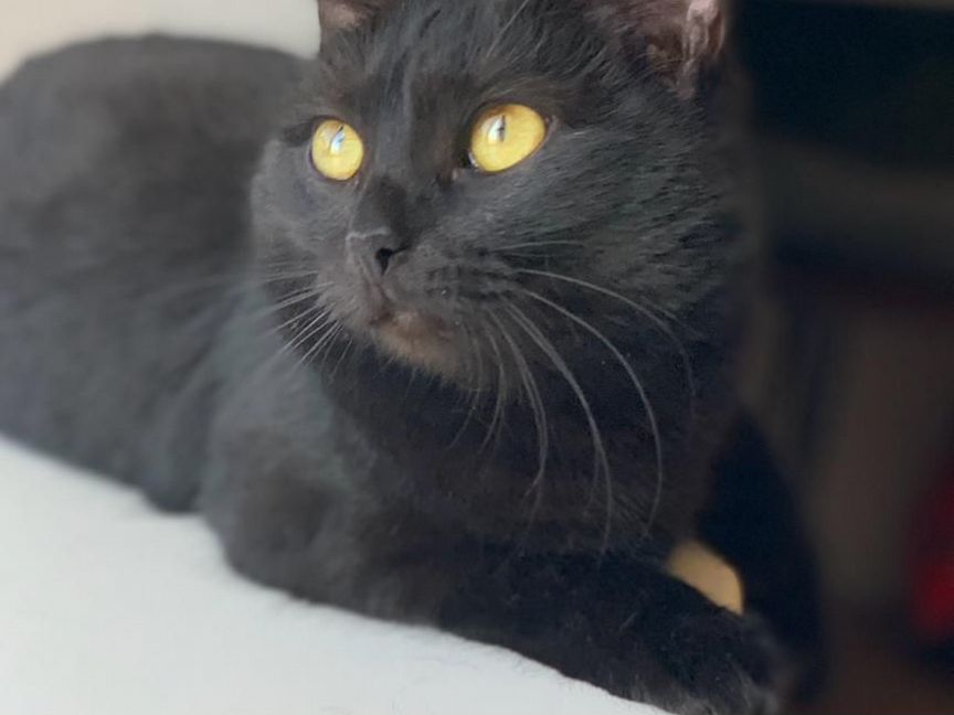 Кошечка в семью