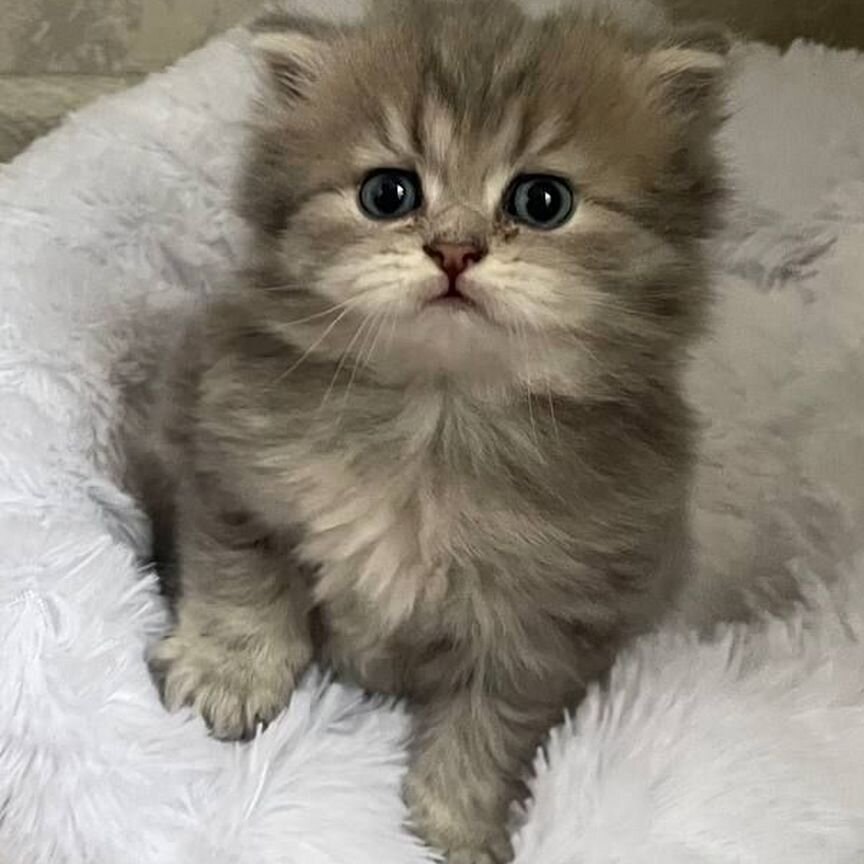 Шотландские прямоухие котята москва