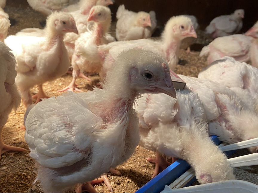 Цыплята бройлеры