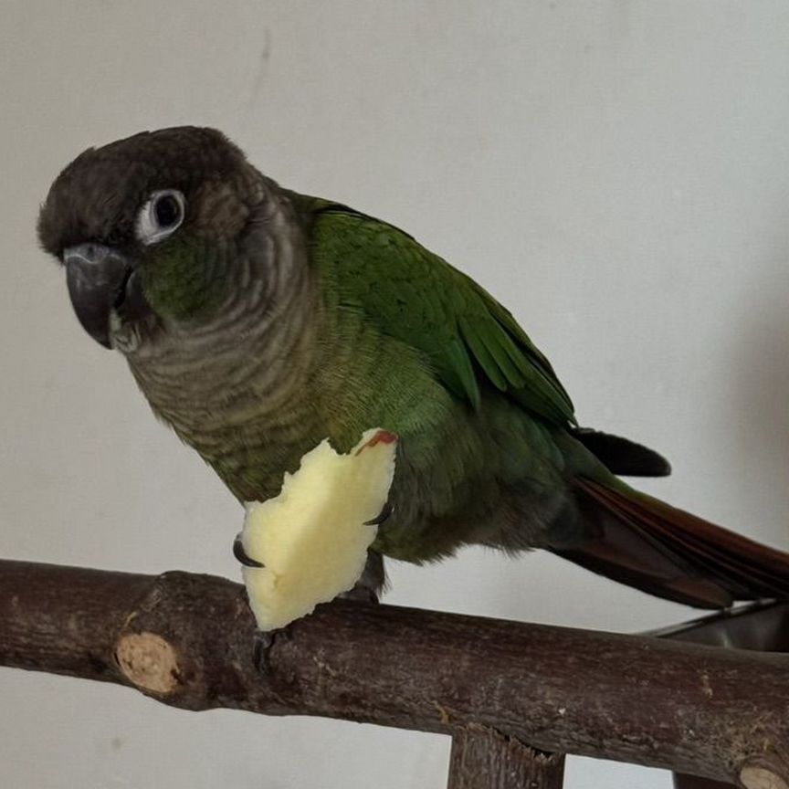 Паругай пиррура