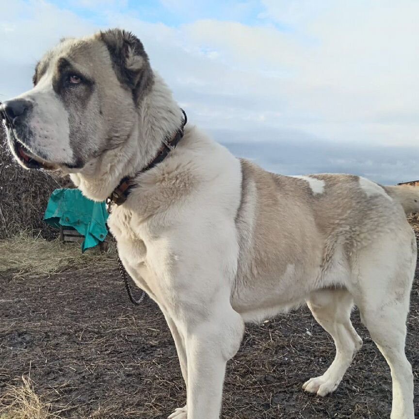 Среднеазиатская овчарка, взрослый пёс