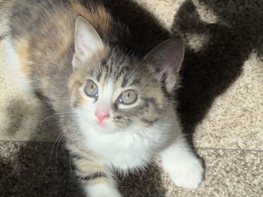 Трехцветный котенок девочка