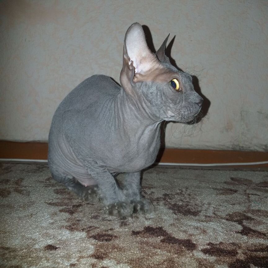 Канадский сфинкс отдам