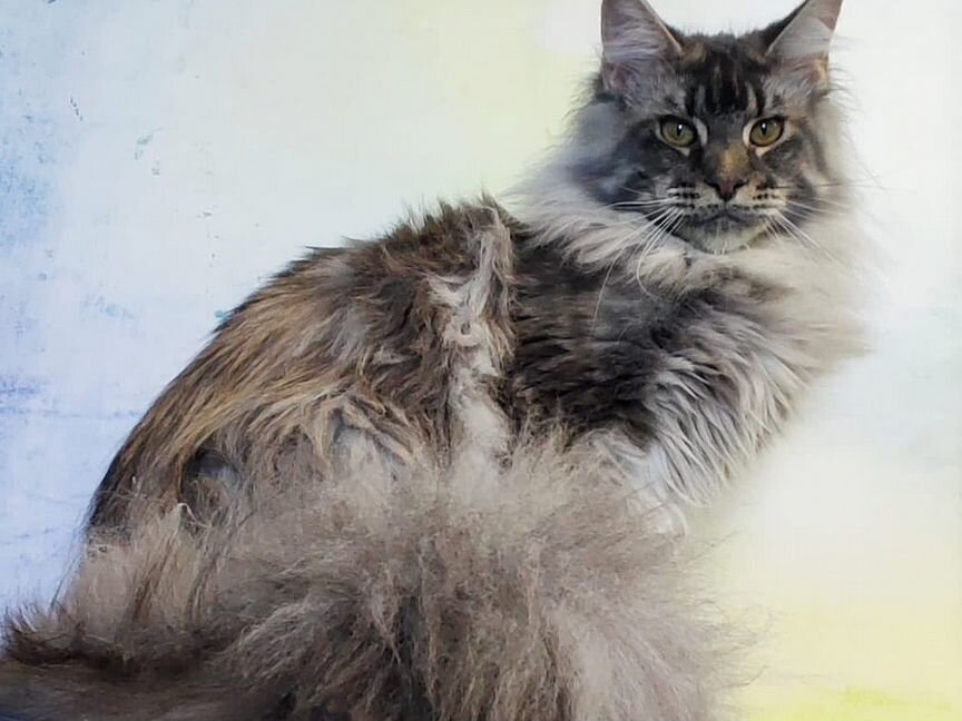 Мейн-кун девочка в разведение