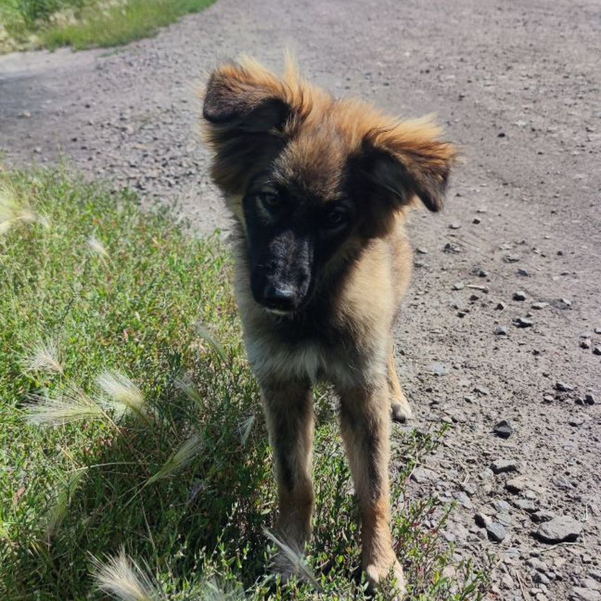 Щенки очень нуждаются в помощи,скоро зима