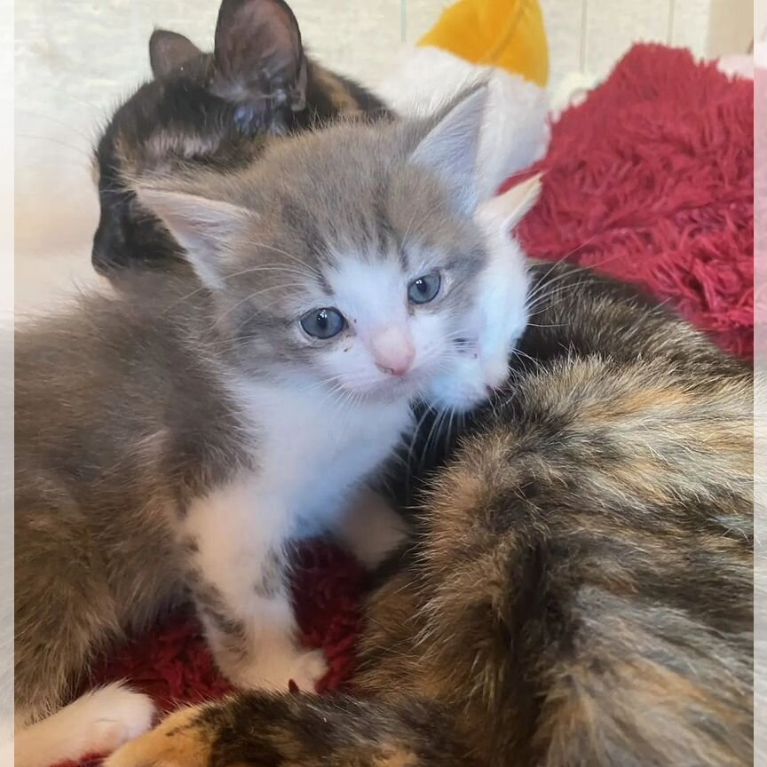 Котёнок в добрые руки